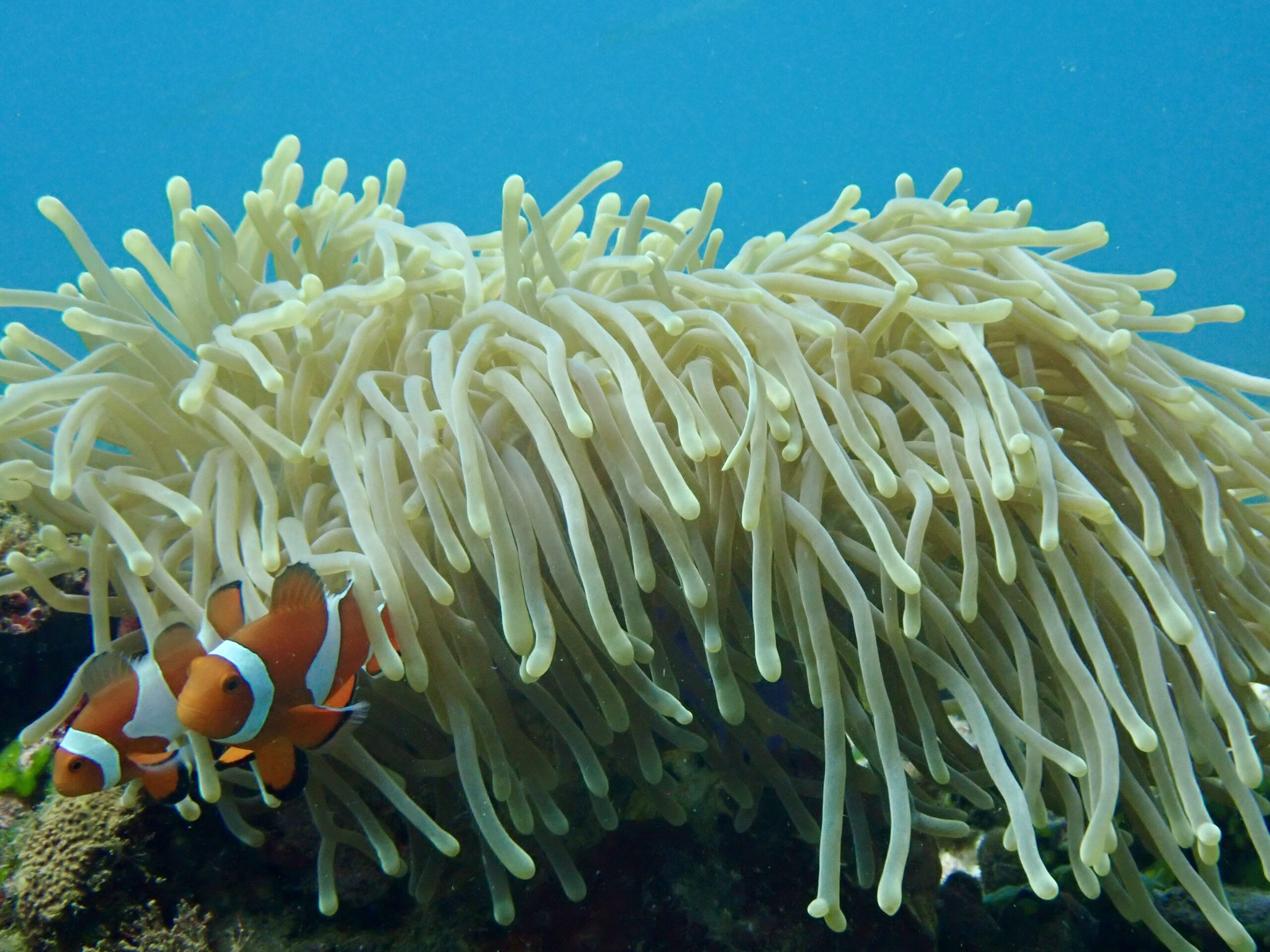 Snorkeling Siquijor Trips | Siquijor, Philippines | Bahura Dive Siquijor